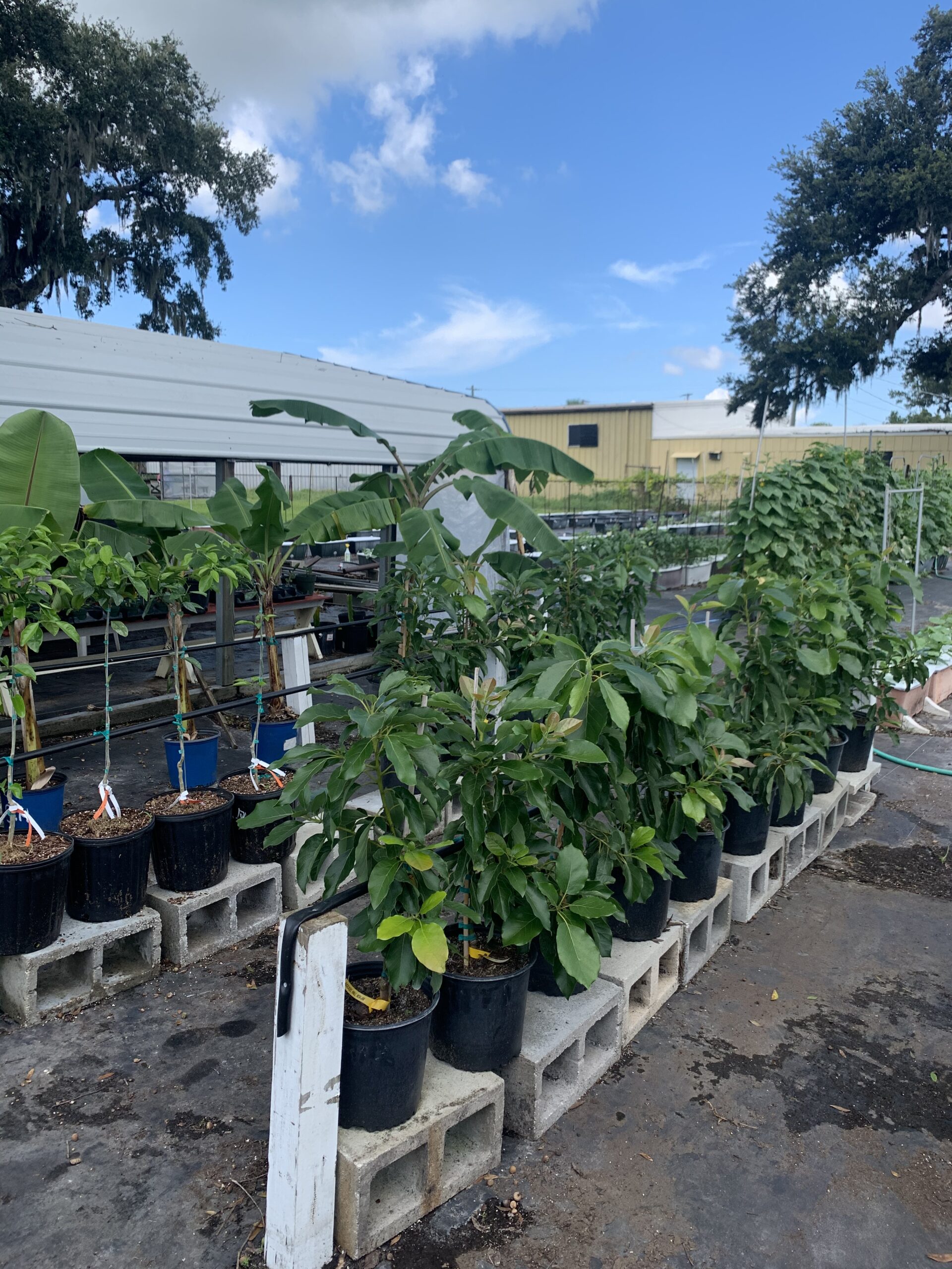 EarthBox Blog #3, Welcome to Florida Fall!