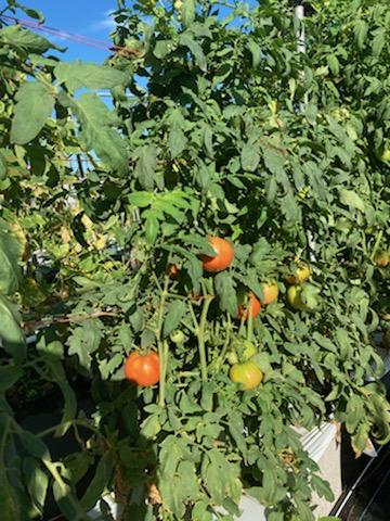 EarthBox Blog #4-November Garden Update