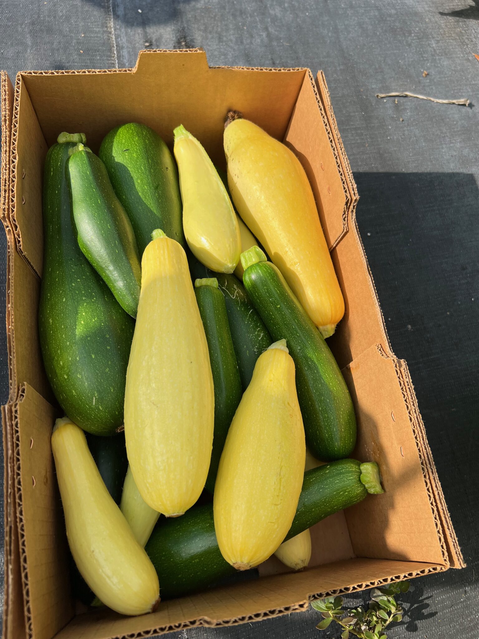 EarthBox Garden Center